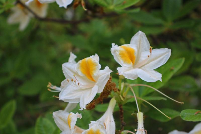 Azalea (Rhododendron 'Persil') in the Rhododendrons Database - Garden.org