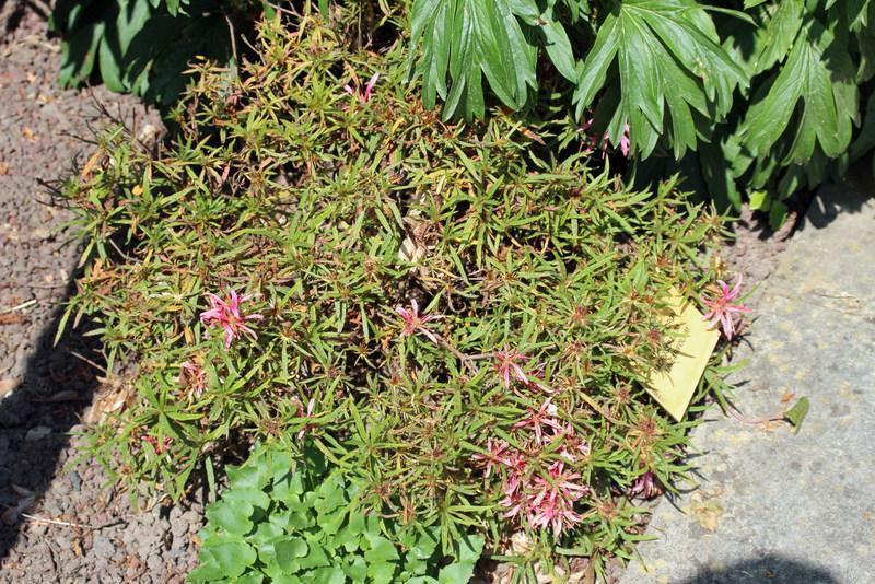Photo of the entire plant of Spider Azalea (Rhododendron stenopetalum ...