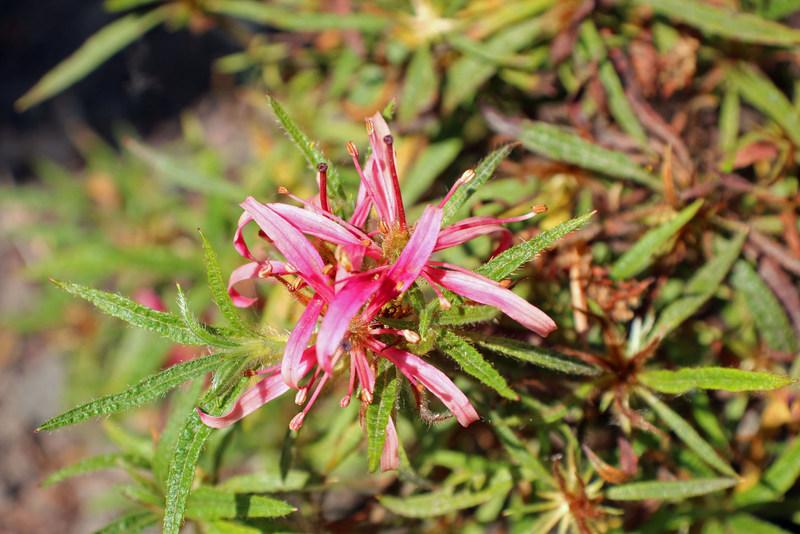 Photo of the bloom of Spider Azalea (Rhododendron stenopetalum ...