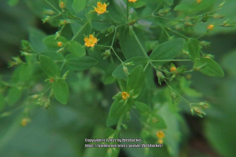 Photo of the leaves of Dwarf St. Johnswort (Hypericum mutilum) posted ...
