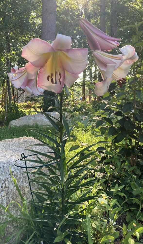 Photo of the entire plant of Lily (Lilium 'Beijing Moon') posted by ...