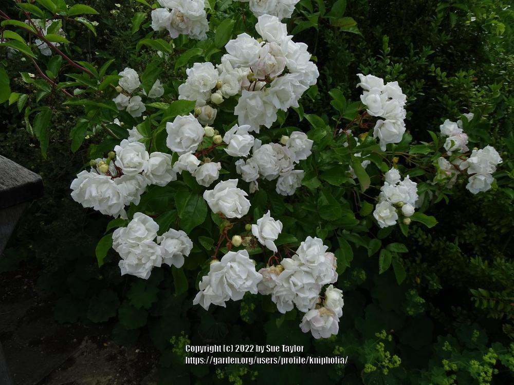 Photo of the bloom of Rose (Rosa 'Yvonne Rabier') posted by kniphofia ...