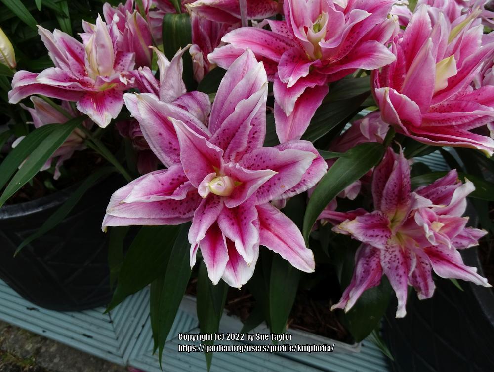 Lily (Lilium Roselily Viola) in the Lilies Database - Garden.org