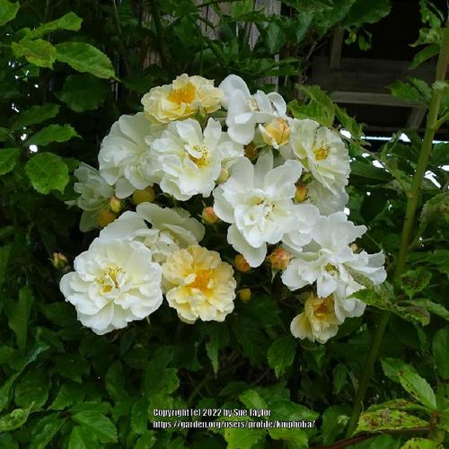 Rose (Rosa 'Goldfinch') in the Roses Database - Garden.org