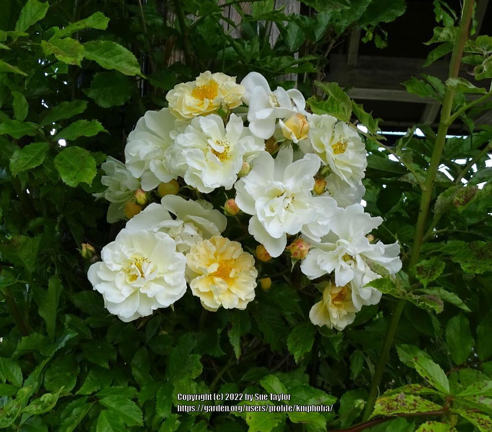 Photo of the bloom of Rose (Rosa 'Goldfinch') posted by kniphofia ...