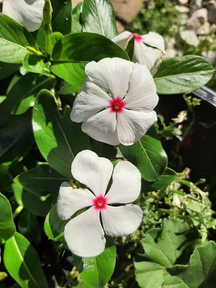 Photo of the bloom of Vinca (Catharanthus roseus Titan™ Polka Dot ...