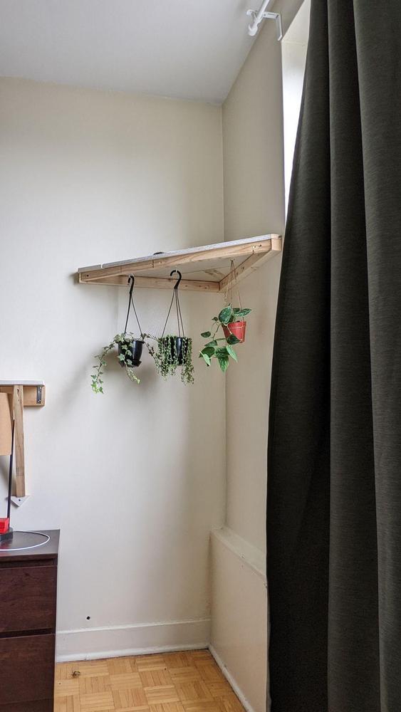 SOS - Algerian ivy in the Ask a Question forum - Garden.org