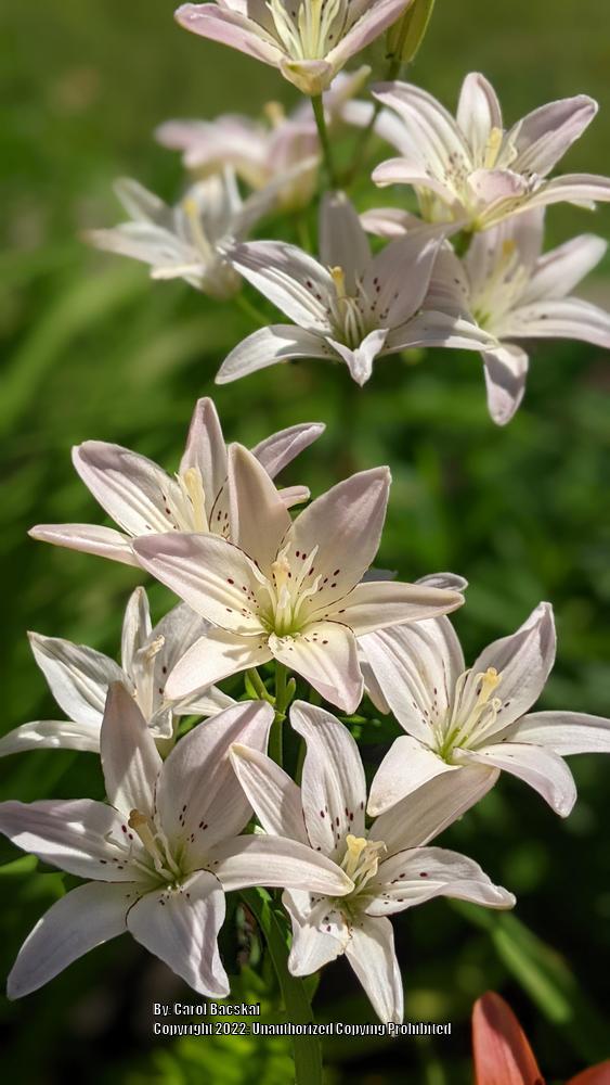 Photo of the bloom of Lily (Lilium 'Spring Pink') posted by Artsee1 ...