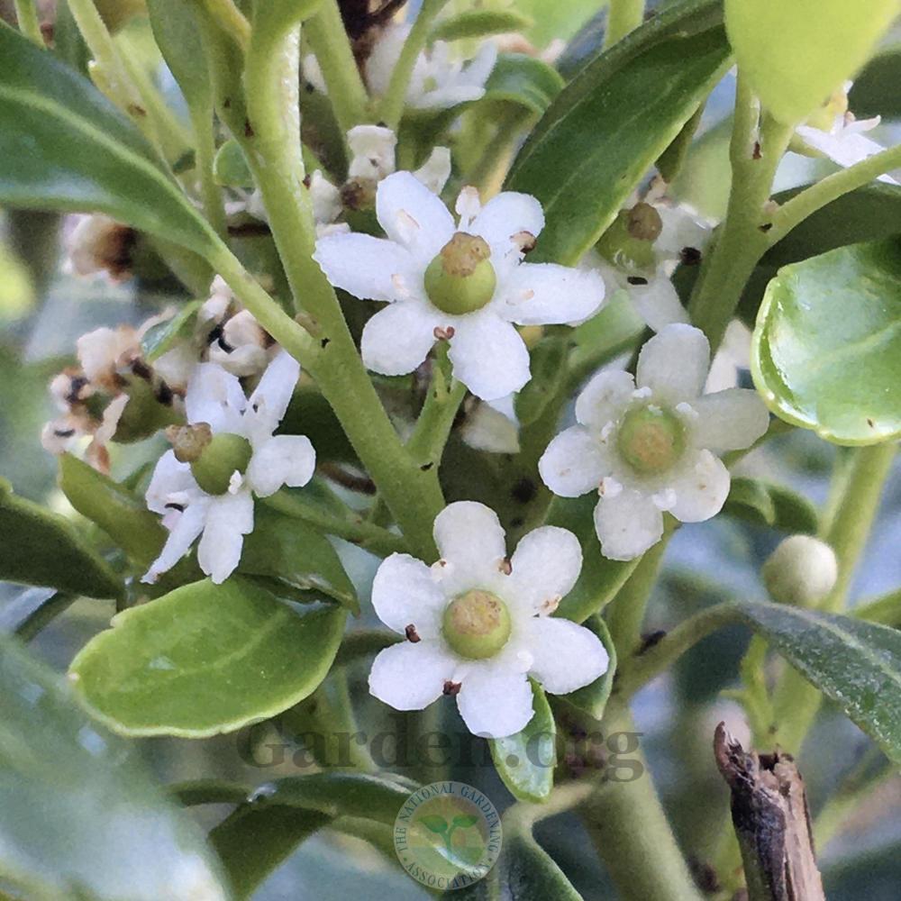 Inkberry (Ilex glabra Gem Box®) in the Ilex Database - Garden.org