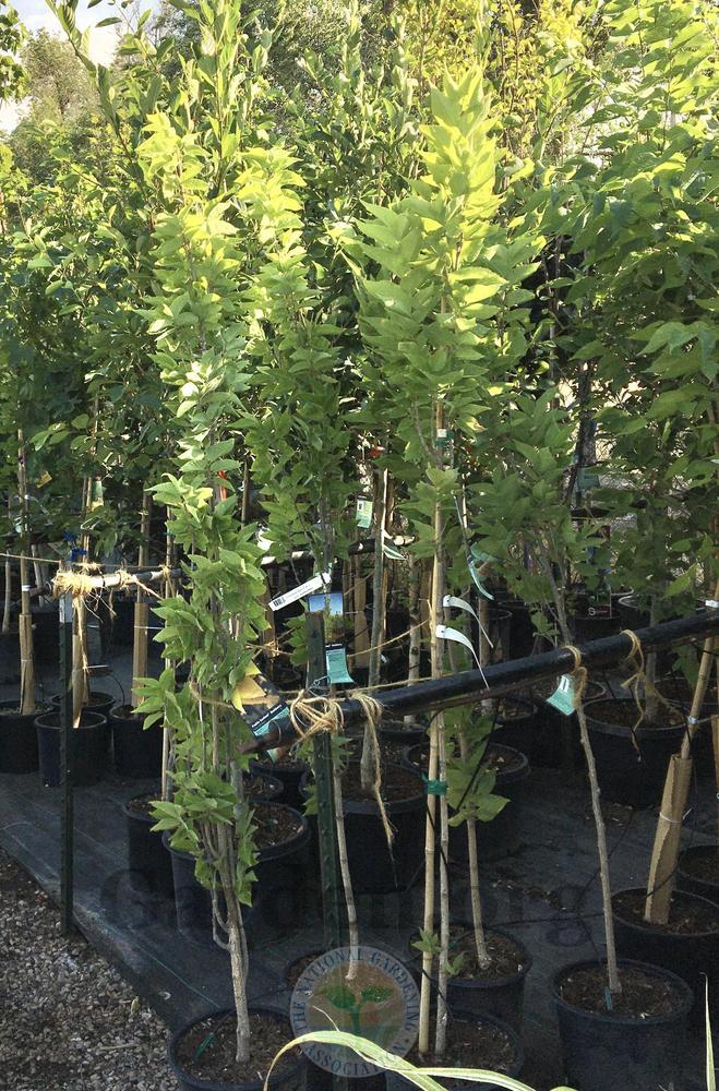 Photo of the seedling or young plant of Common Hackberry (Celtis ...