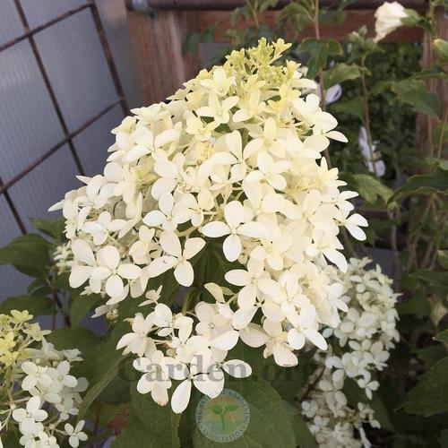 Panicle Hydrangea (Hydrangea paniculata Quick Fire Fab®) in the ...