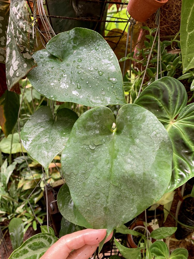 Amydrium humile - Garden.org