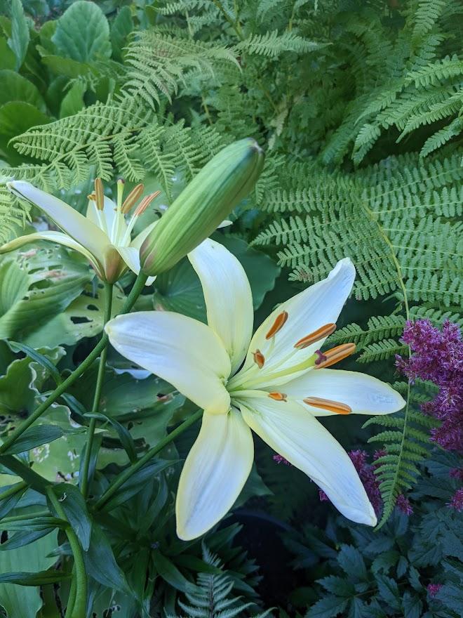 Photo of the bloom of Lily (Lilium 'Pearl Frances') posted by Joy ...