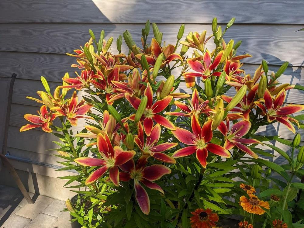 Photo of the entire plant of Lily (Lilium 'Avalon Sunset') posted by ...
