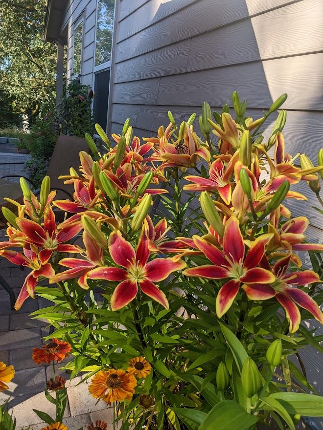 Photo of the entire plant of Lily (Lilium 'Avalon Sunset') posted by ...
