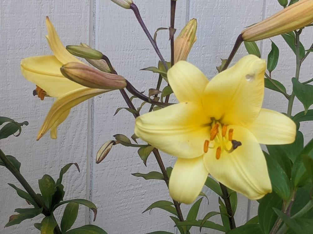 Photo of the bloom of Lily (Lilium 'Yellow Planet') posted by Joy ...