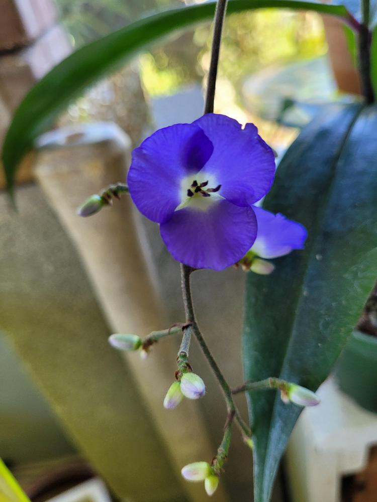 Weeping Blue Ginger (Dichorisandra penduliflora) - Garden.org