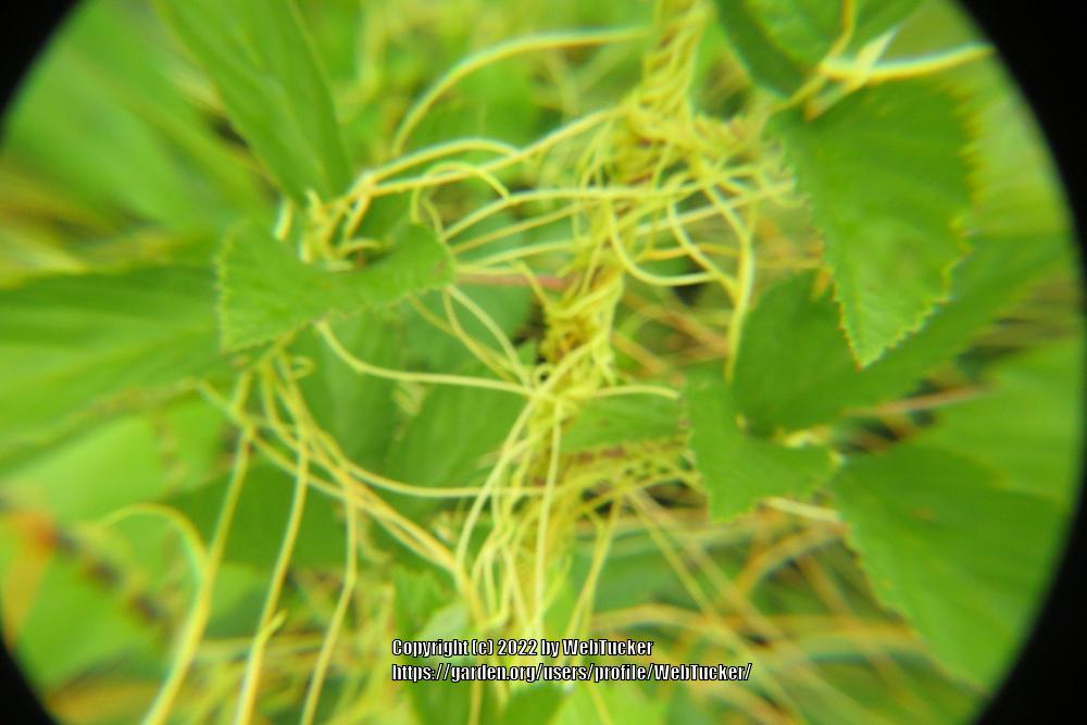 Compact Dodder (Cuscuta compacta) - Garden.org