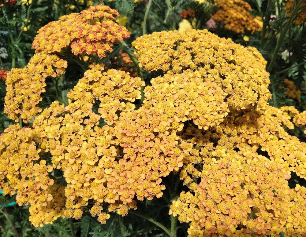 Yarrow (Achillea 'Sassy Summer Sunset') in the Yarrows Database ...