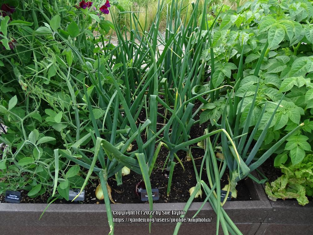 Photo of the entire plant of Onion (Allium cepa 'Red Winter') posted by ...