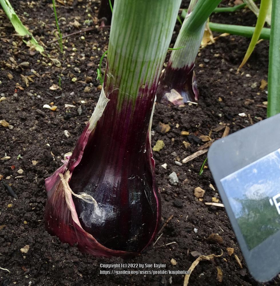 Onion (Allium cepa 'Red Winter') in the Onions Database - Garden.org