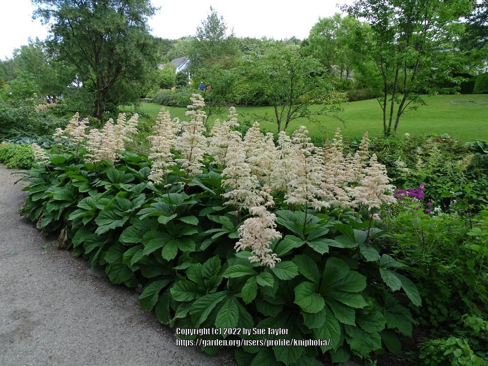 Hybrid Rodgersia (Rodgersia 'Irish Bronze') - Garden.org