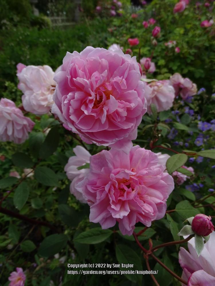 Photo of the bloom of Rose (Rosa 'Mortimer Sackler') posted by ...
