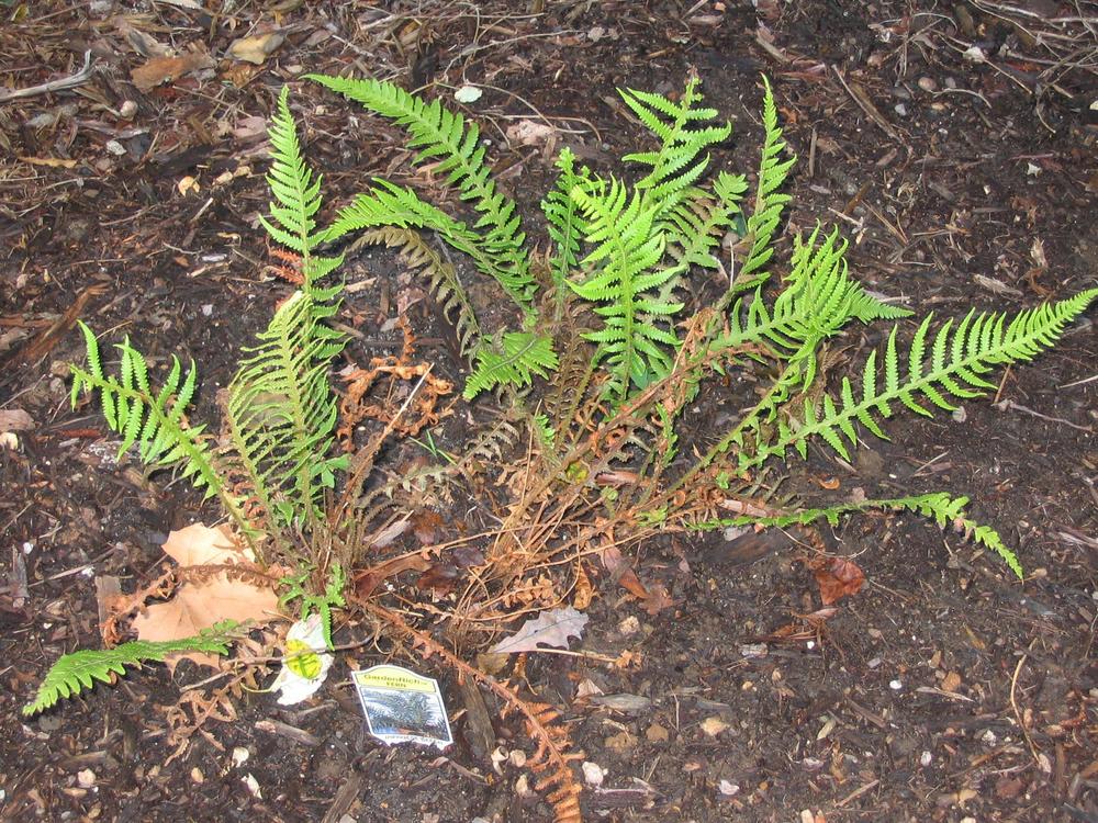 Photo of the entire plant of Japanese Beech Fern (Phegopteris decursive ...