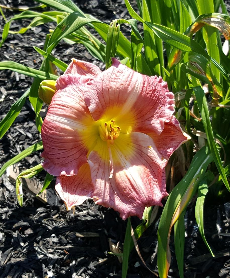 Photo of the bloom of Daylily (Hemerocallis 'Be My Valentine') posted ...