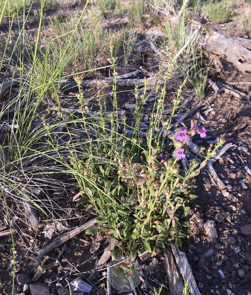 Photo of the entire plant of Low Beardtongue (Penstemon humilis var ...