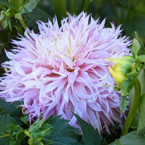 Dahlia 'Pineland's Princess' in the Dahlias Database - Garden.org