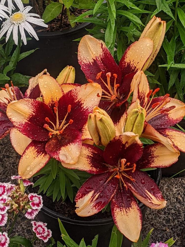 Photo of the bloom of Lily (Lilium Lily Looks™ Tiny Epic) posted by Joy ...