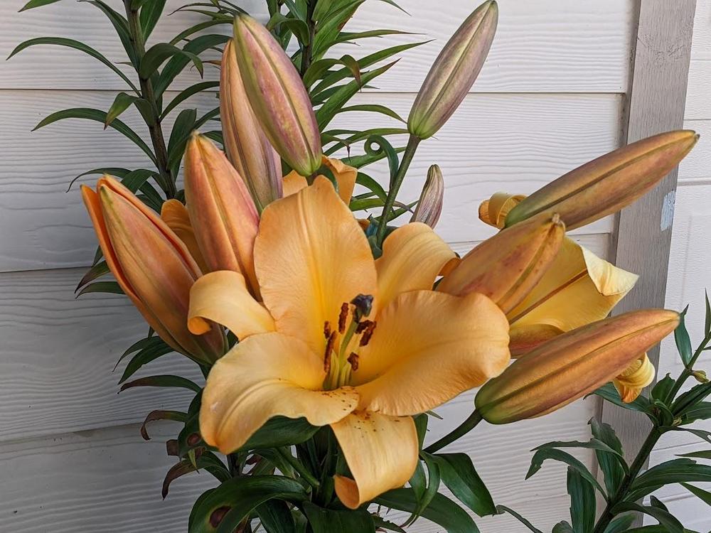 Photo of the bloom of Lily (Lilium 'Saltarello') posted by Joy - Garden.org