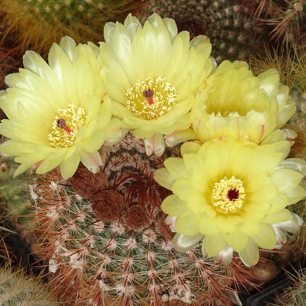 Photo of the bloom of Parodia x erubescens posted by Orsola - Garden.org