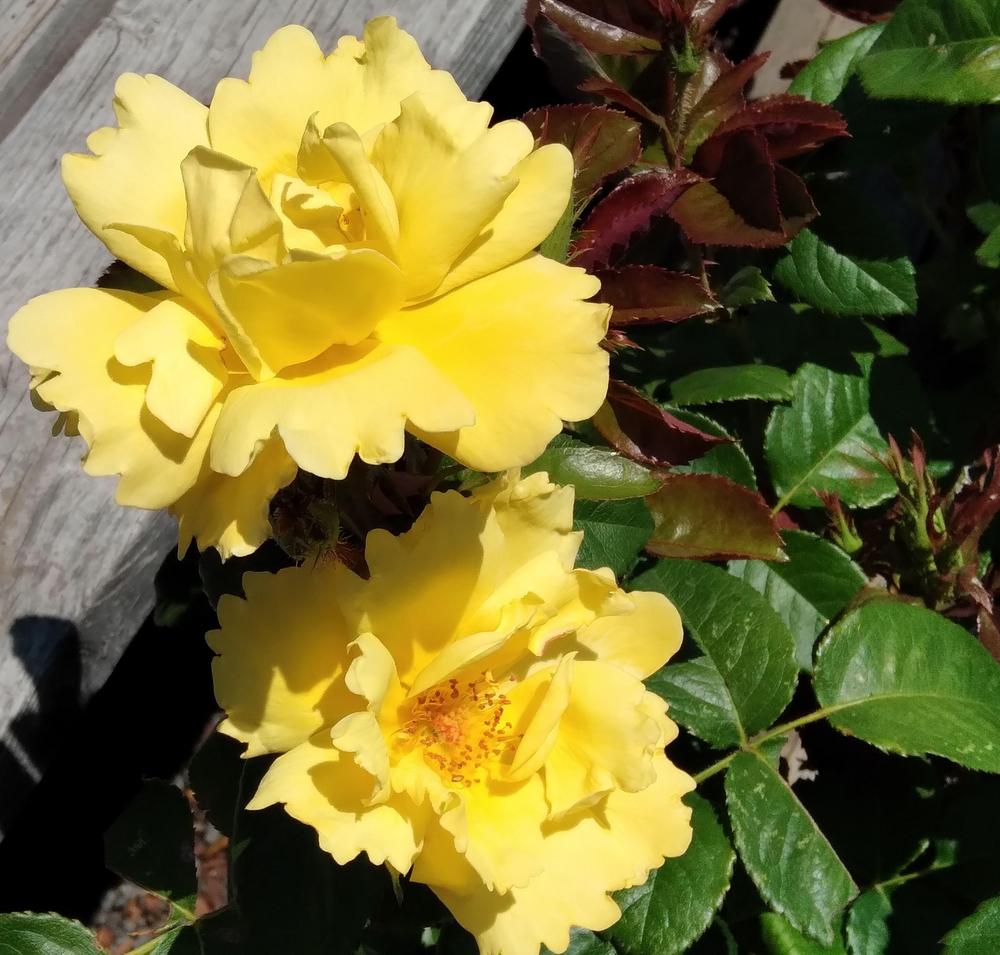 Rose (Rosa 'Grace N’ Grit Yellow') in the Roses Database - Garden.org