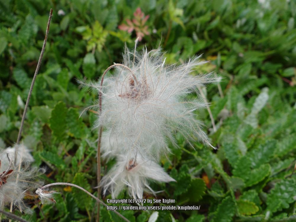 Photo of the seed pods or heads of White Dryad (Dryas octopetala ...