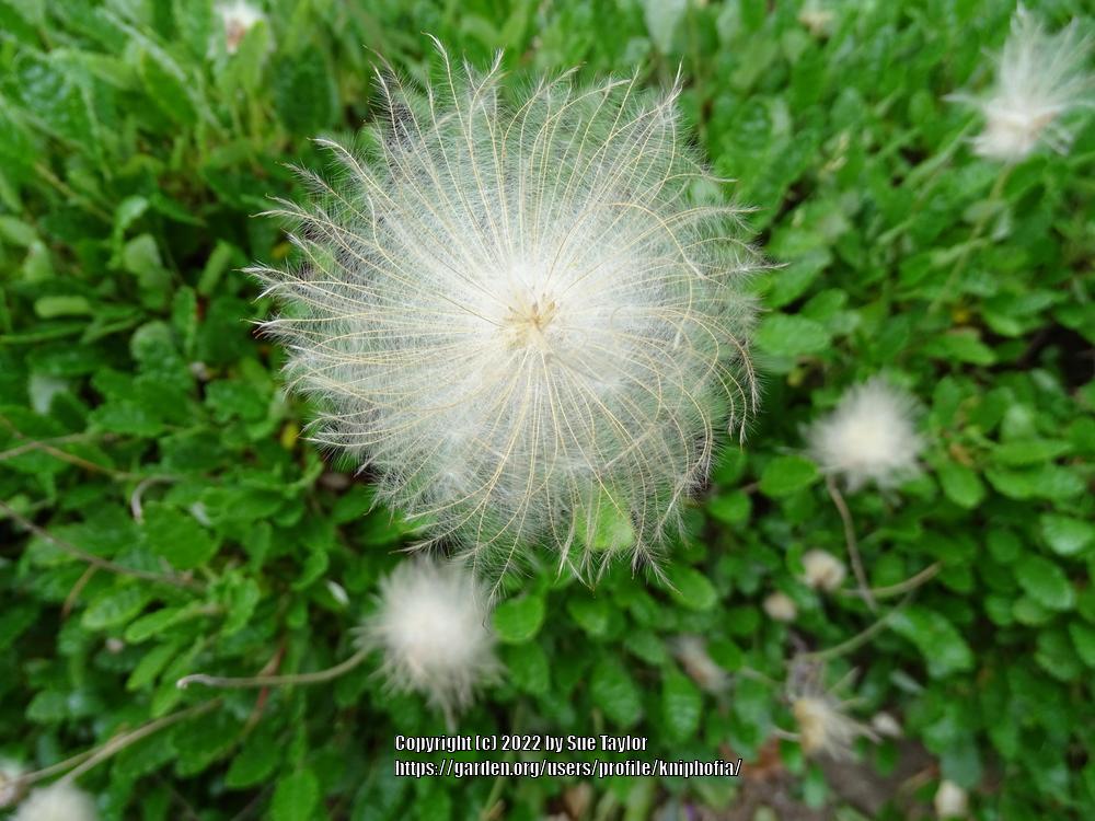 Photo of the seed pods or heads of White Dryad (Dryas octopetala ...