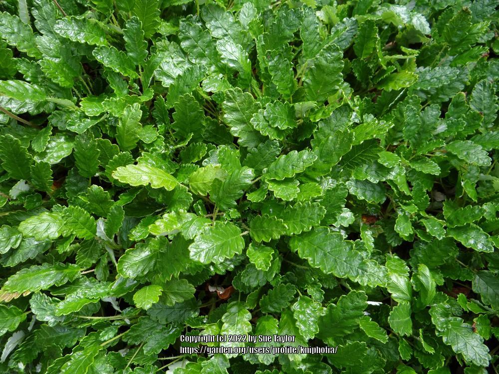 Photo of the leaves of White Dryad (Dryas octopetala) posted by ...