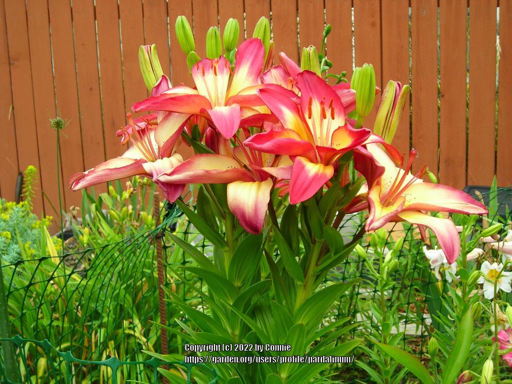 Photo of the bloom of Lily (Lilium 'Heart Strings') posted by ...