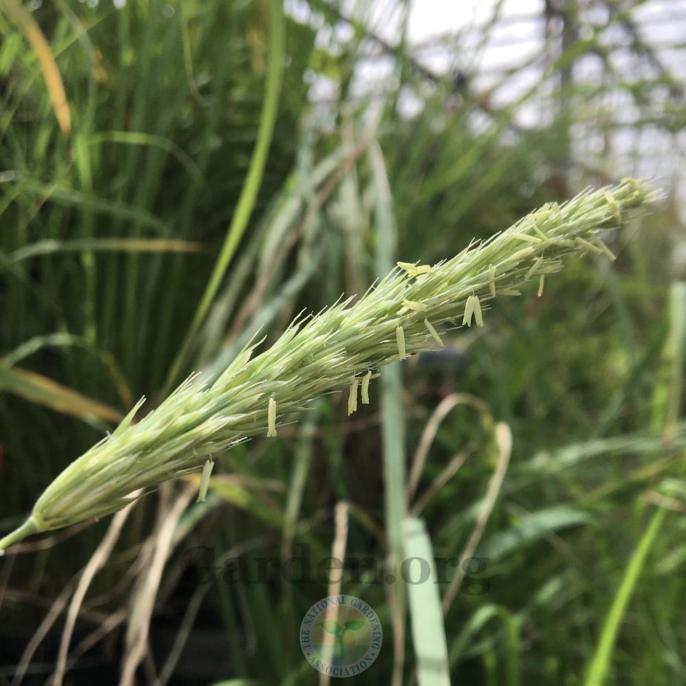 Photo of the bloom of Blue Wildrye (Elymus glaucus 'PF Standout ...