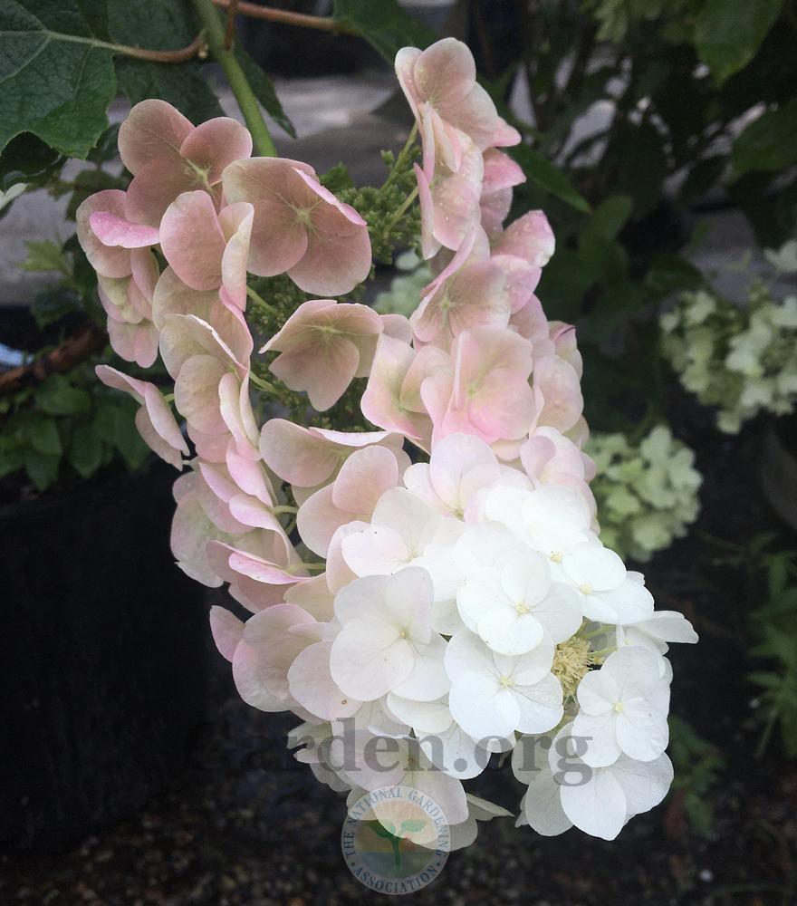 Photo of the bloom of Hydrangea (Hydrangea quercifolia 'Ruby Slippers ...