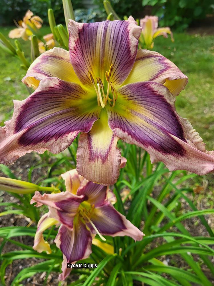 Photo of the bloom of Daylily (Hemerocallis 'Exotic Starfish') posted ...