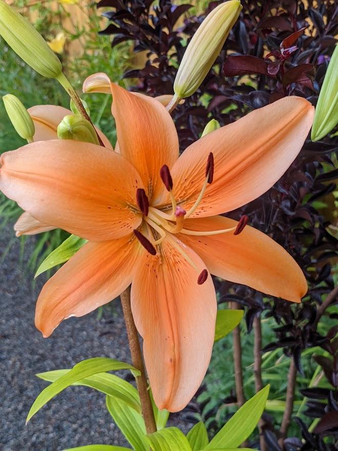 Photo of the bloom of Lily (Lilium 'Sunset Boulevard') posted by Joy ...