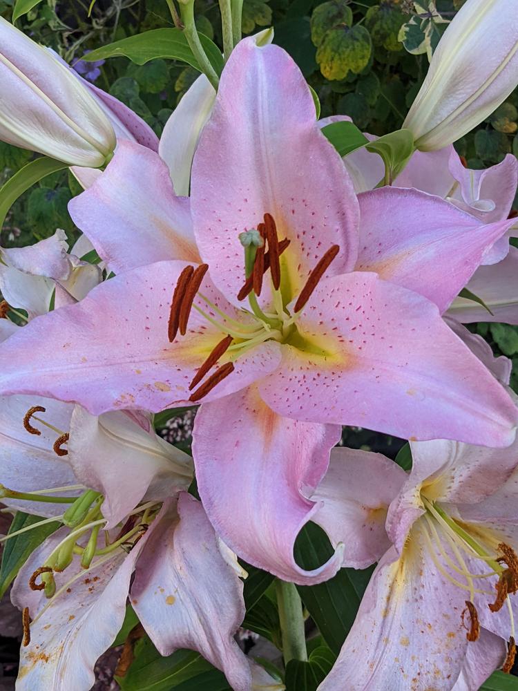 Lily (Lilium Smart Romance®) in the Lilies Database - Garden.org