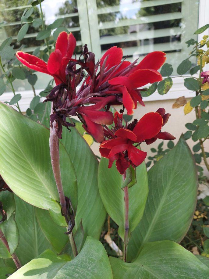 Photo of the bloom of Canna (Canna x generalis 'Lucifer') posted by ...