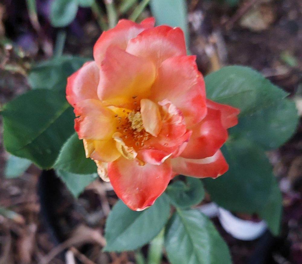 Photo of the bloom of Hybrid Tea Rose (Rosa 'Rio Samba') posted by ...