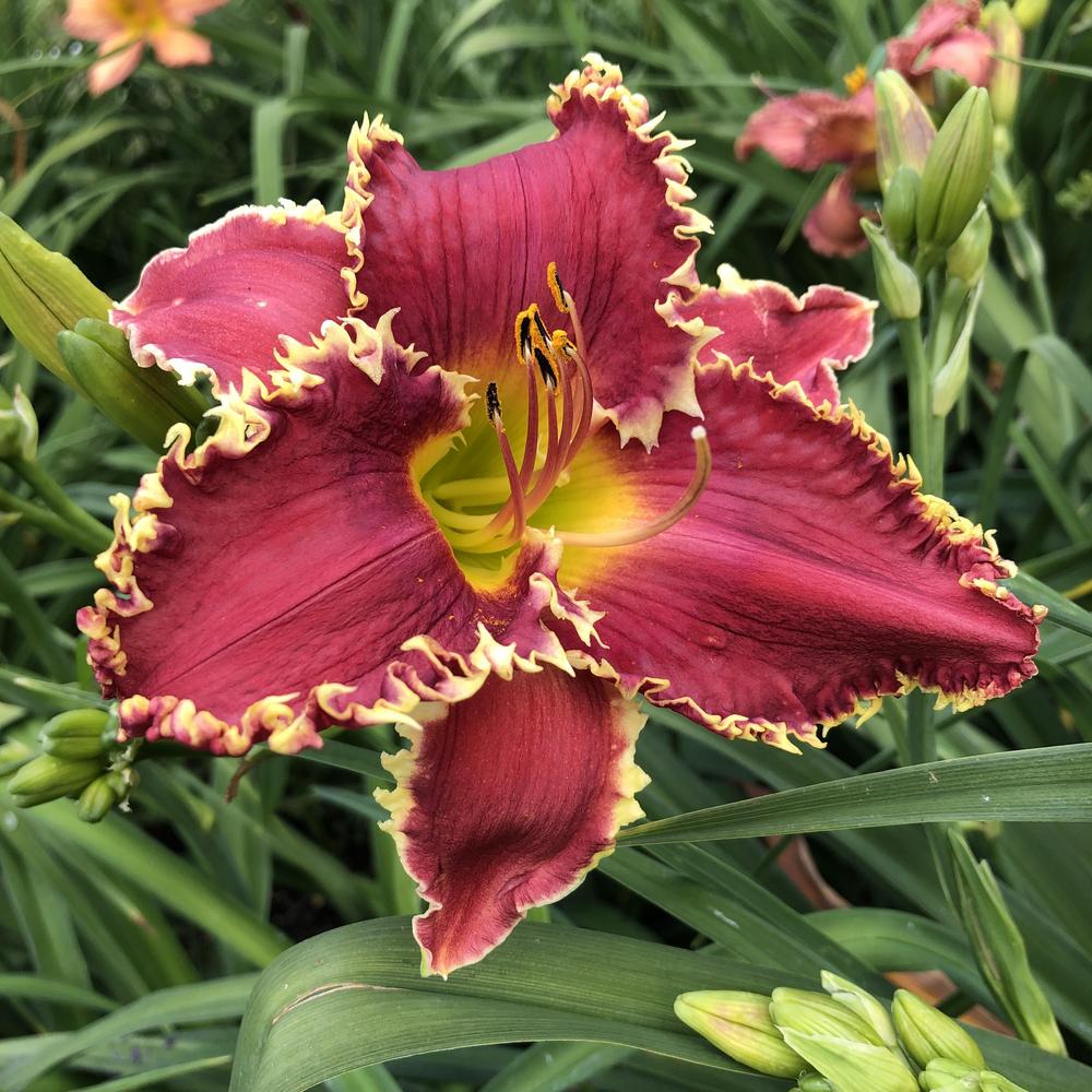 Photo of the bloom of Daylily (Hemerocallis 'My Fuzzy Valentine ...