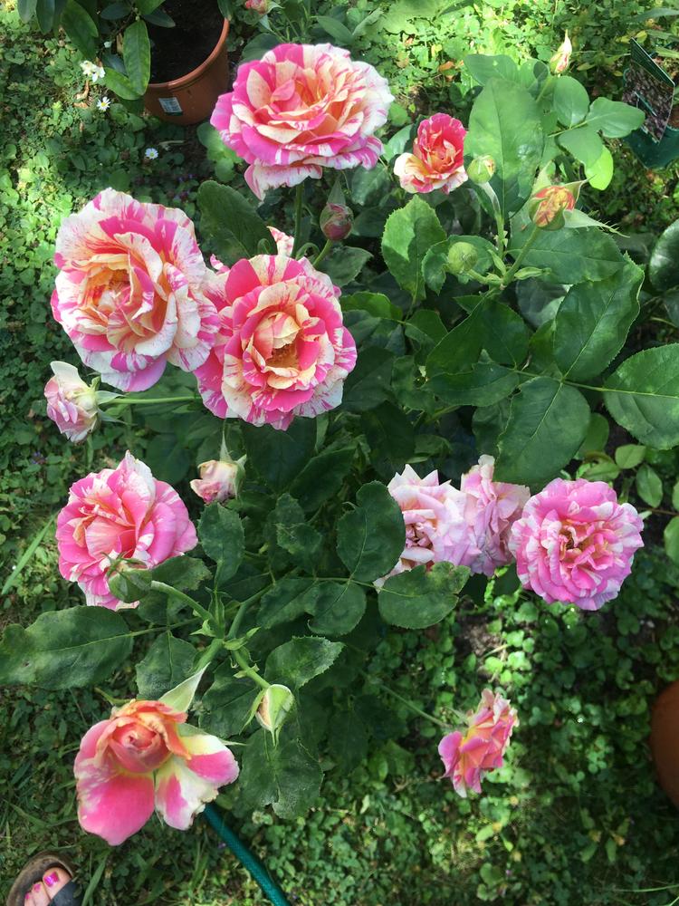 Photo of the entire plant of Rose (Rosa 'Claude Monet') posted by ...