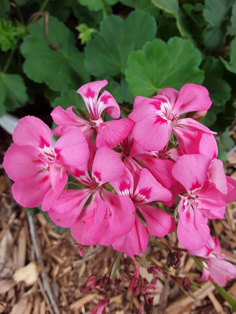 Photo of the bloom of Storksbill (Pelargonium Patriot™ Tickled Pink ...