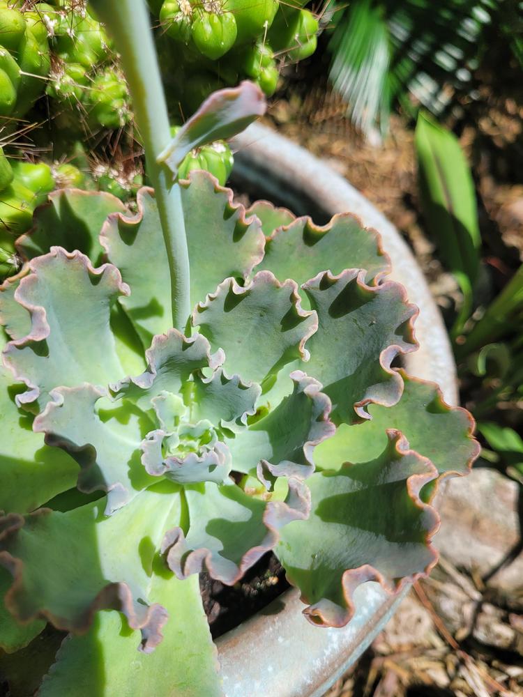 Photo of the entire plant of Echeveria 'Crinoline Ruffles' posted by ...